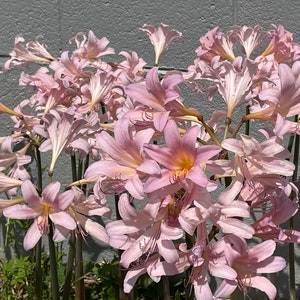 Pink Lycoris Squamigera Mystery Resurrection Lily Bulbs - Etsy