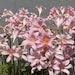 Pink Lycoris Squamigera Mystery Resurrection Lily Bulbs 10 Count Summer ...