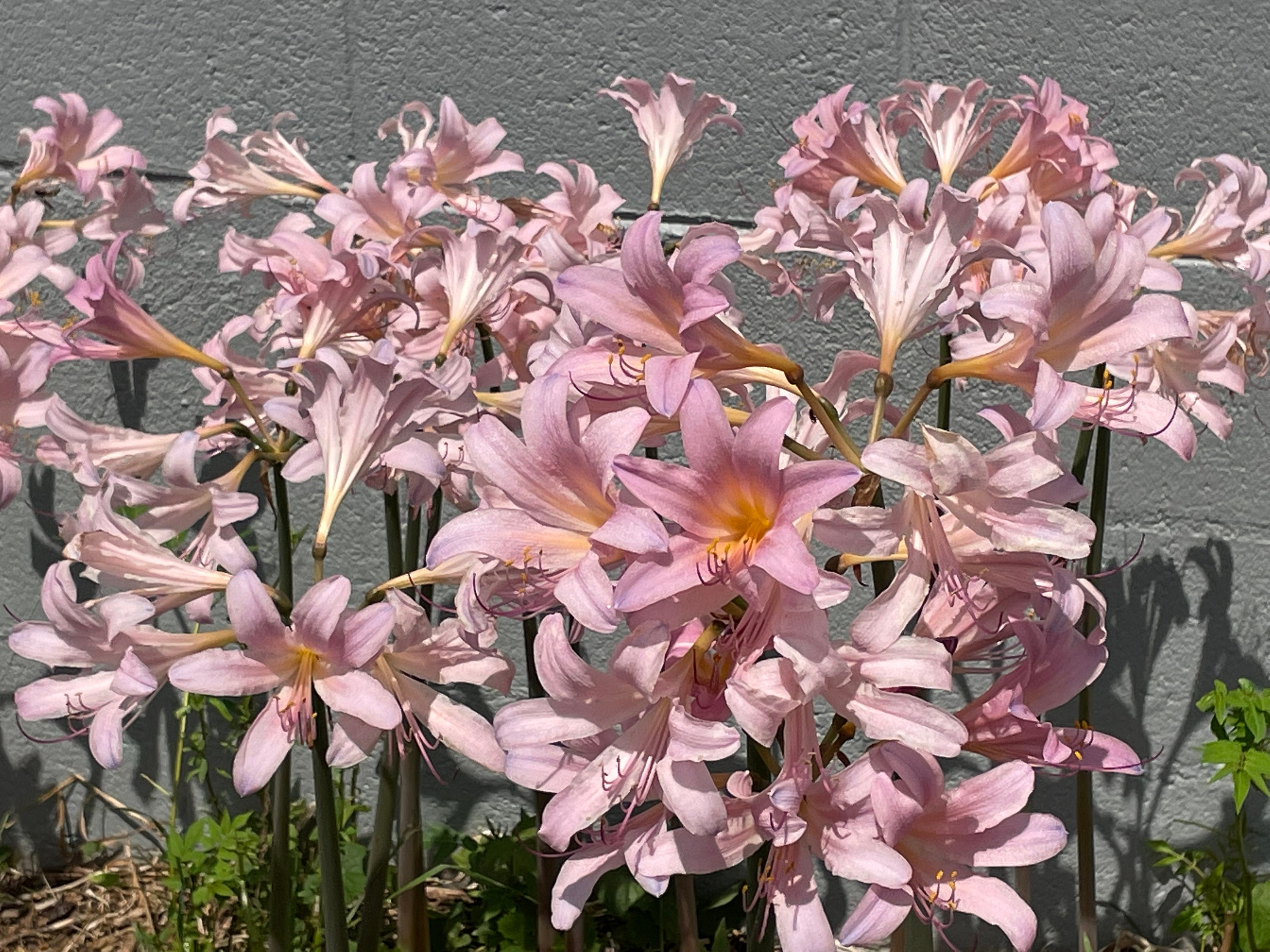 Pink Lycoris Squamigera Mystery Resurrection Lily Bulbs 10 Count Summer ...