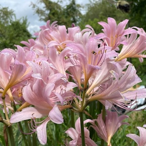 Pink Lycoris Squamigera Mystery Resurrection Lily Bulbs 10 Count Summer ...