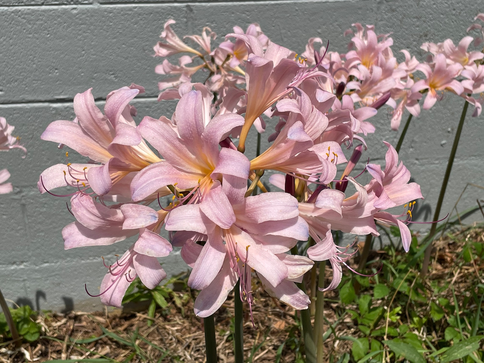 Pink Lycoris Squamigera Mystery Resurrection Lily Bulbs 10 Count Summer ...