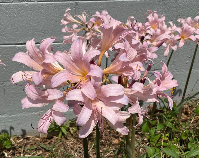 Pink Lycoris Squamigera Mystery Resurrection Lily Bulbs 3 Count Summer ...