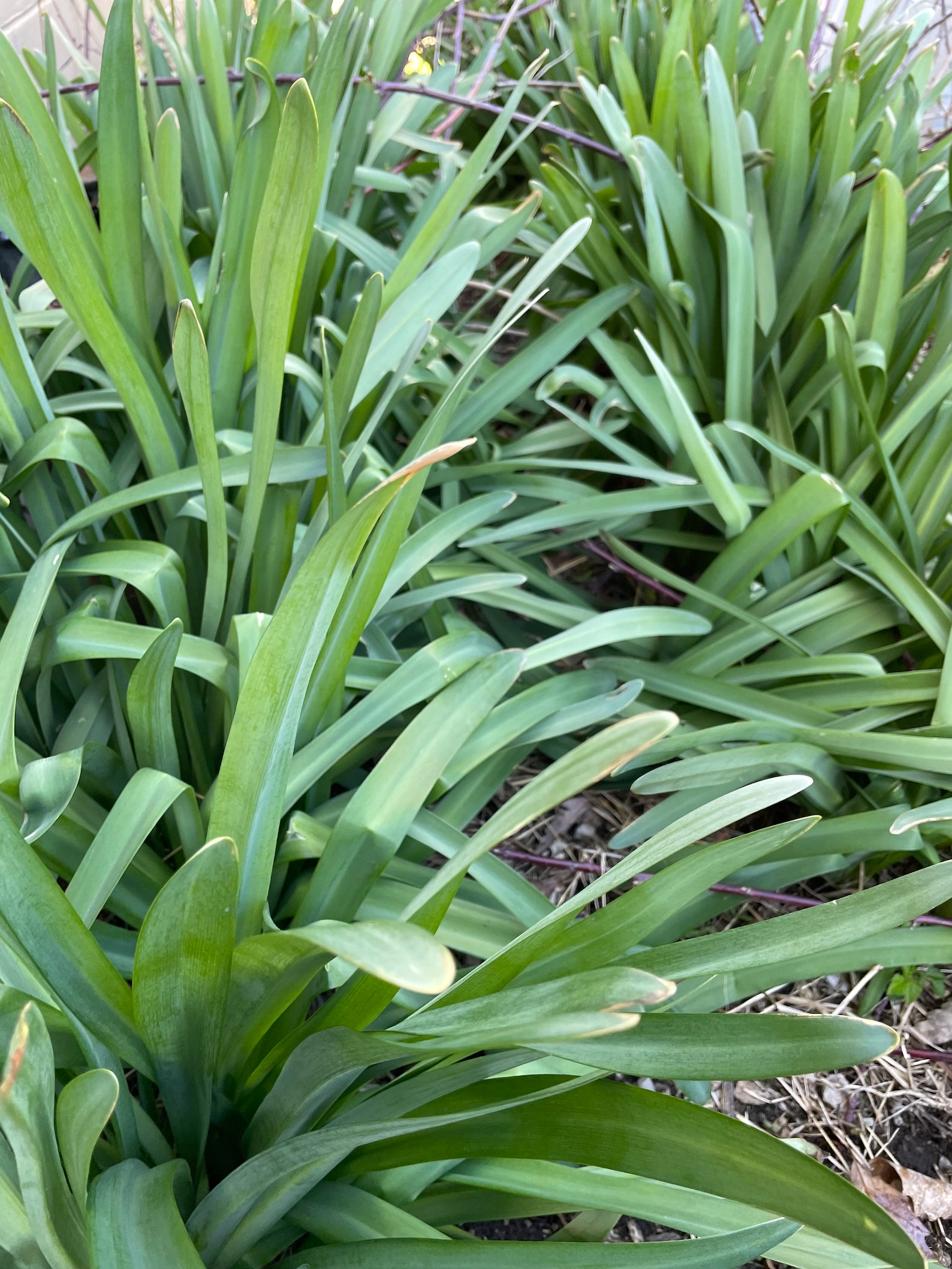 Pink Lycoris Squamigera Mystery Resurrection Lily Bulbs - Etsy