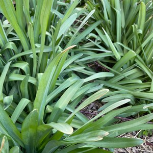 Pink Lycoris Squamigera Mystery Resurrection Lily Bulbs - Etsy