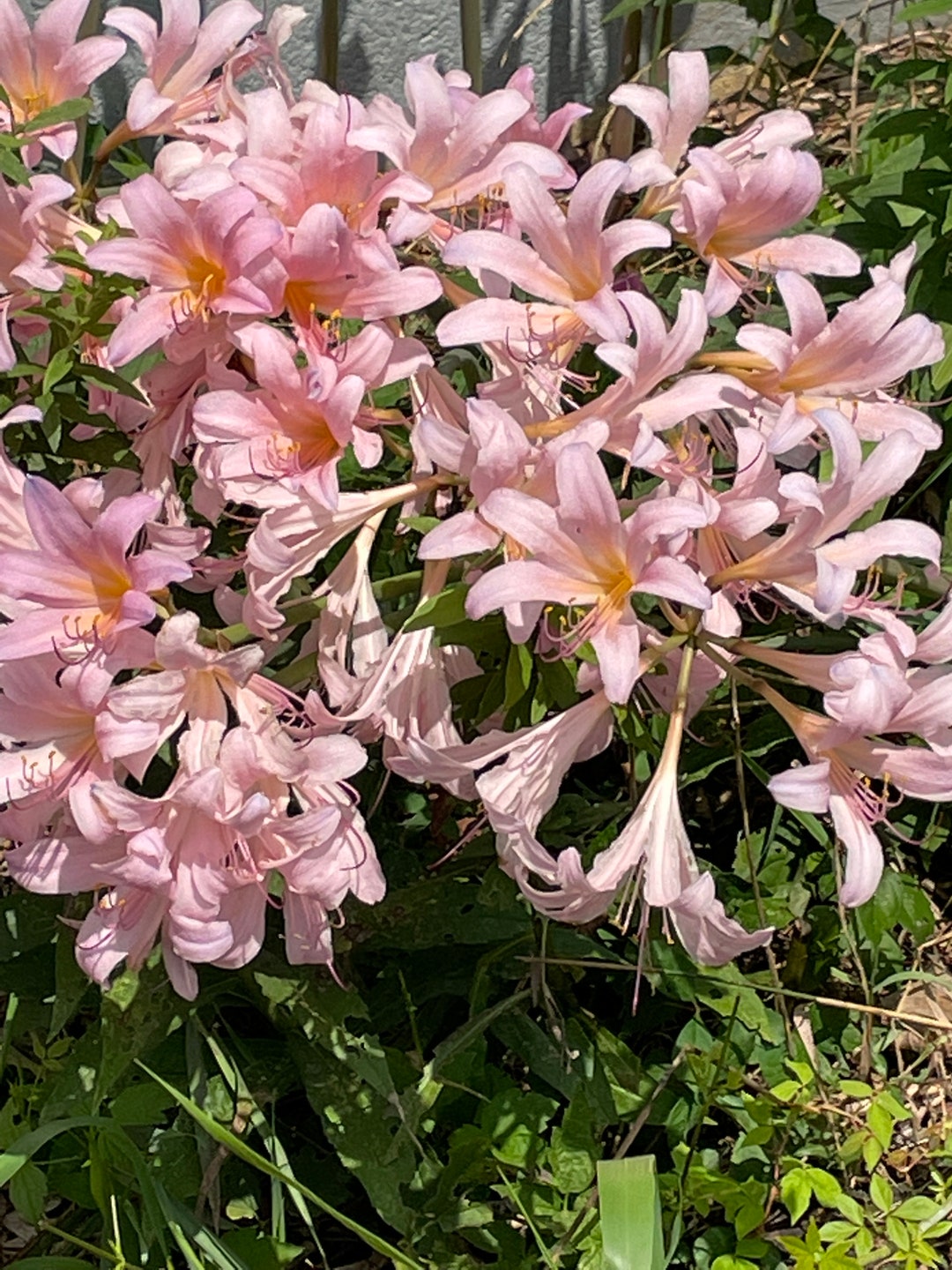 Pink Lycoris Squamigera Mystery Resurrection Lily Bulbs 20 Count Large ...