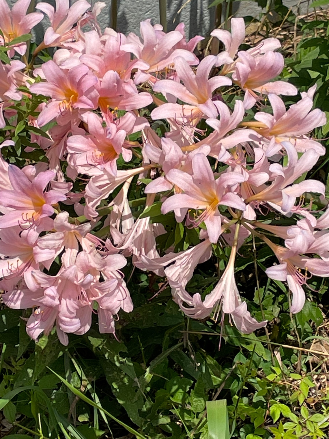 Pink Lycoris Squamigera Mystery Resurrection Lily Bulbs Special Buy! 50 ...