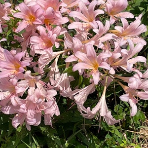 Pink Lycoris Squamigera Mystery Resurrection Lily Bulbs 10 Count Summer ...