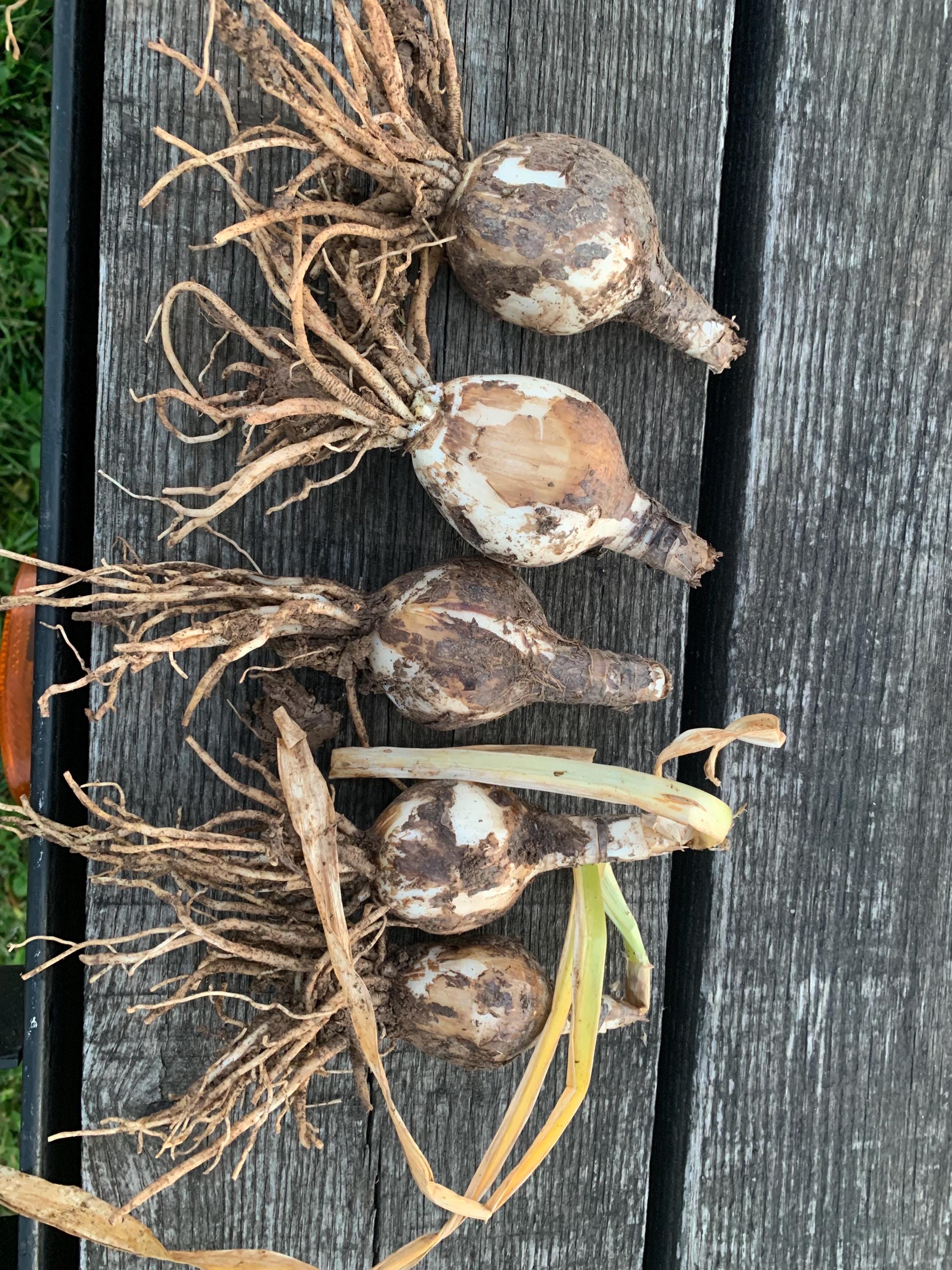 Pink Lycoris Squamigera Mystery Resurrection Lily Bulbs 5 Count Summer ...