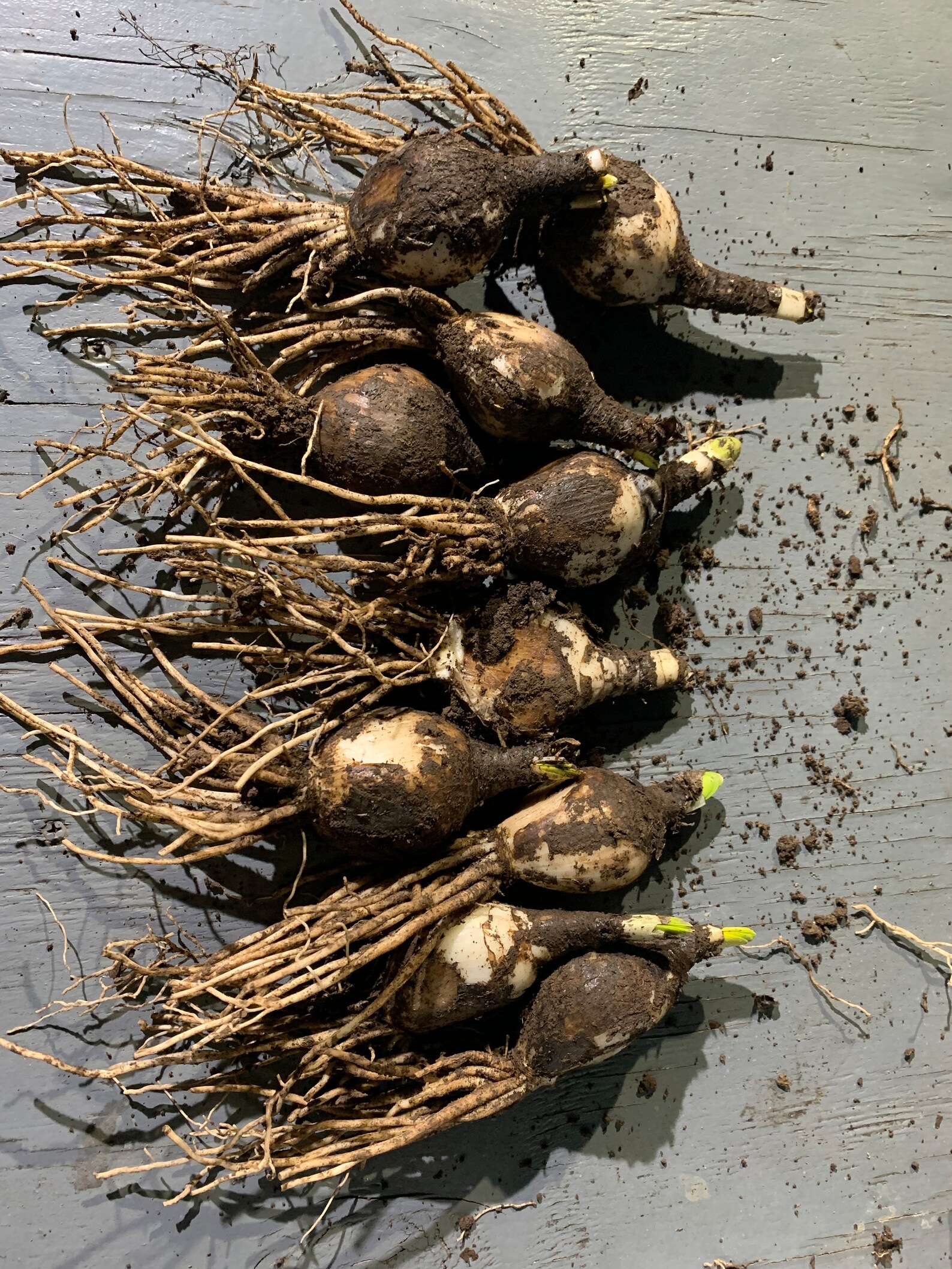 Pink Lycoris Squamigera Mystery Resurrection Lily Bulbs 10 Count Summer ...