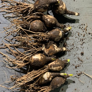 Pink Lycoris Squamigera Mystery Resurrection Lily Bulbs 10 Count Summer ...