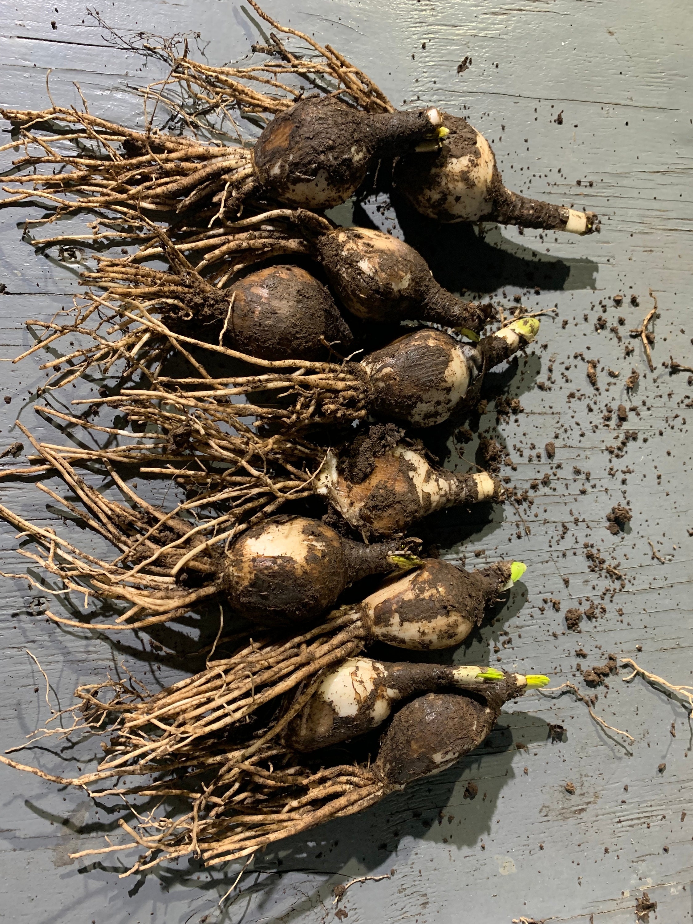 Pink Lycoris Squamigera Mystery Resurrection Lily Bulbs 10 Count Summer ...