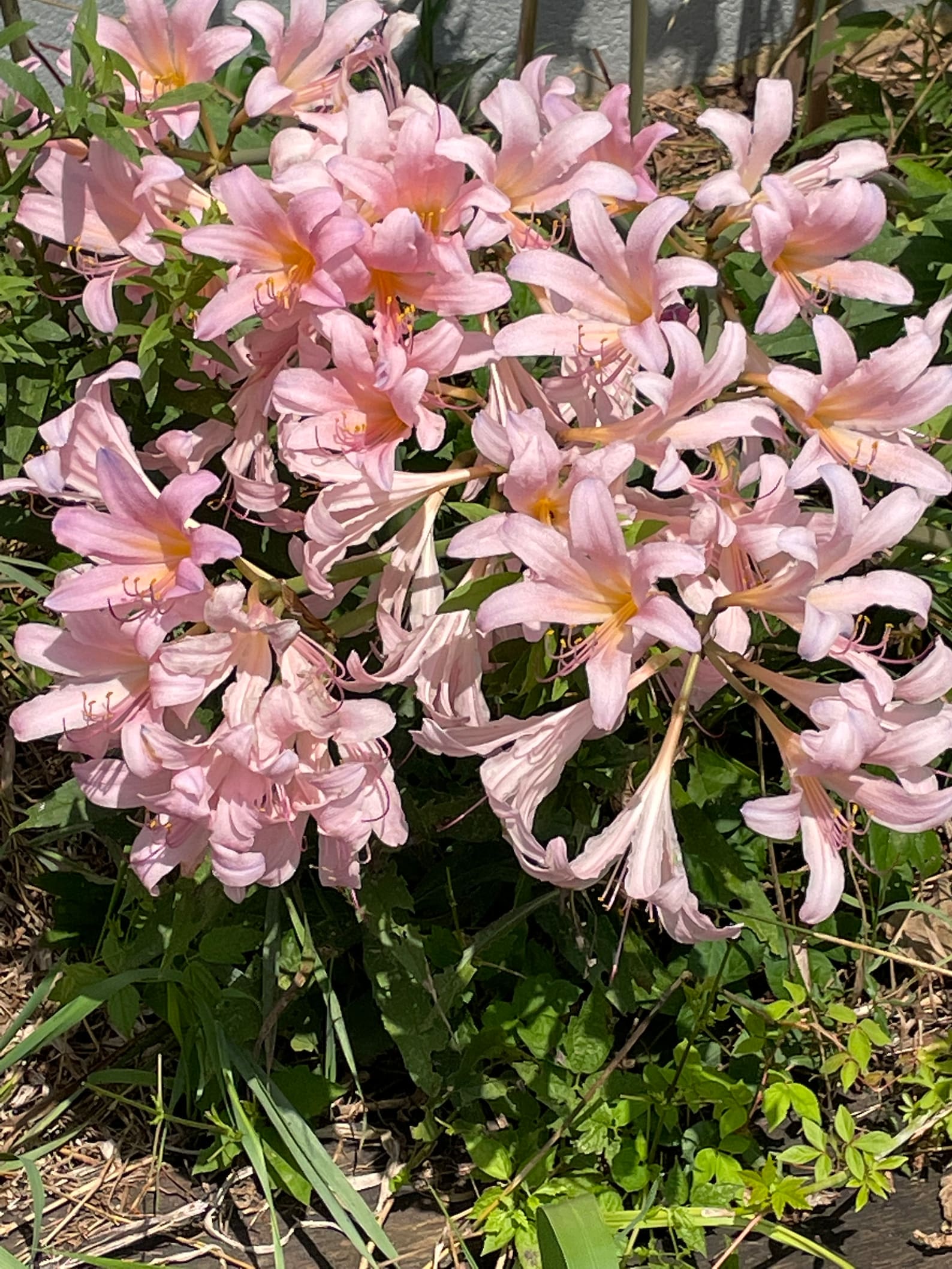 Pink Lycoris Squamigera Mystery Resurrection Lily Bulbs Special Buy! 50 ...