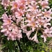 Pink Lycoris Squamigera Mystery Resurrection Lily Bulbs 10 Count Summer ...