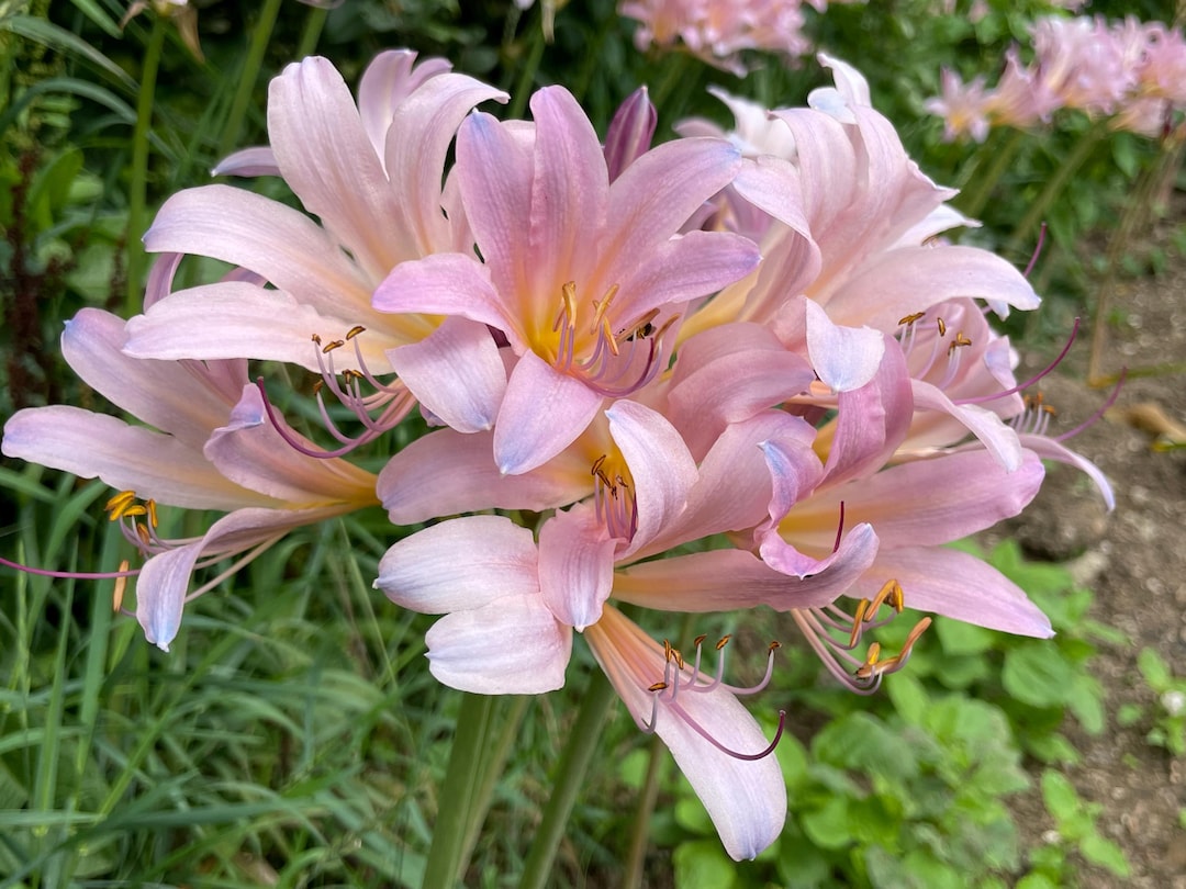 Pink Lycoris Squamigera Mystery Resurrection Lily Bulbs 10 Count Summer ...