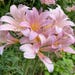 Pink Lycoris Squamigera Mystery Resurrection Lily Bulbs 10 Count Summer ...