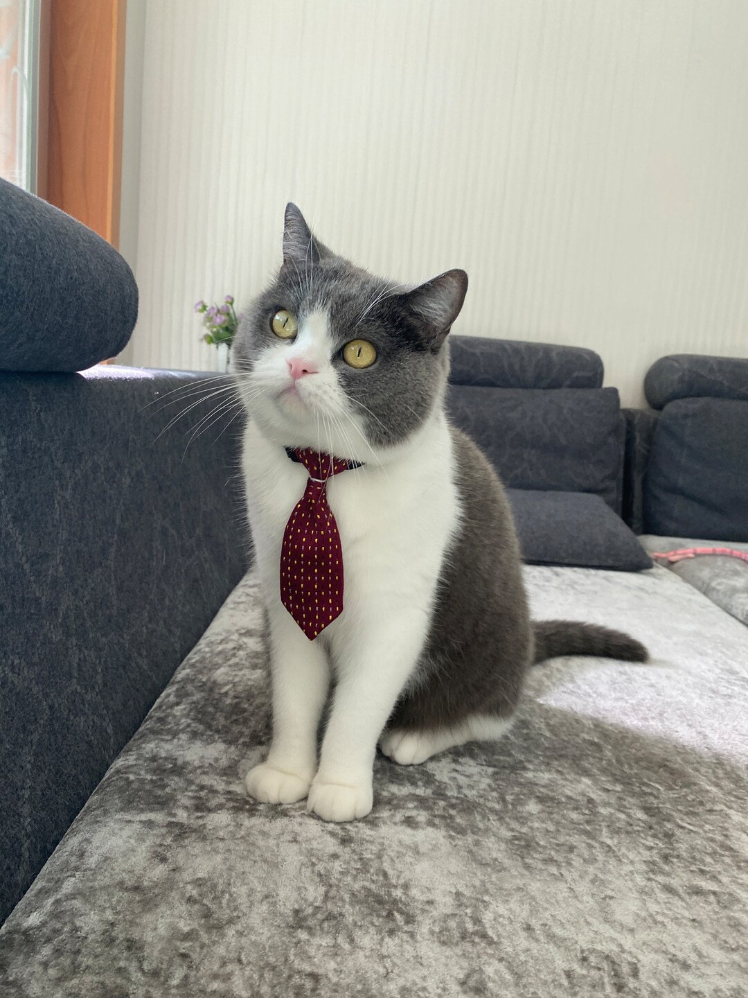 Cat Necktie / Polka Dot Necktie for Cat / Gift for Cat Lovers - Etsy