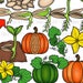 Pumpkin Life Cycle Clipart, Pumpkin Clipart, Pumpkin Science Clipart ...