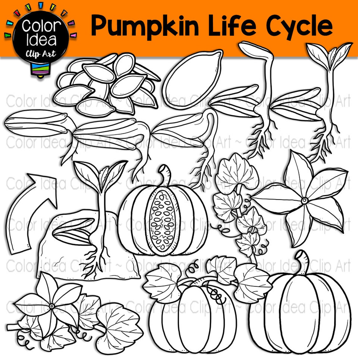 Pumpkin Life Cycle Clipart, Pumpkin Clipart, Pumpkin Science Clipart ...