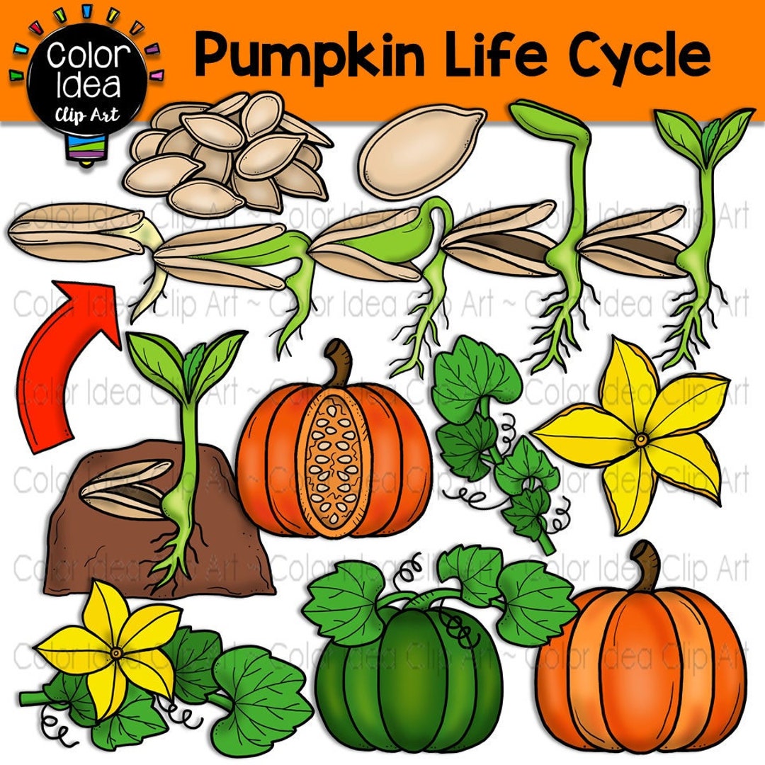 Pumpkin Life Cycle Clipart, Pumpkin Clipart, Pumpkin Science Clipart ...