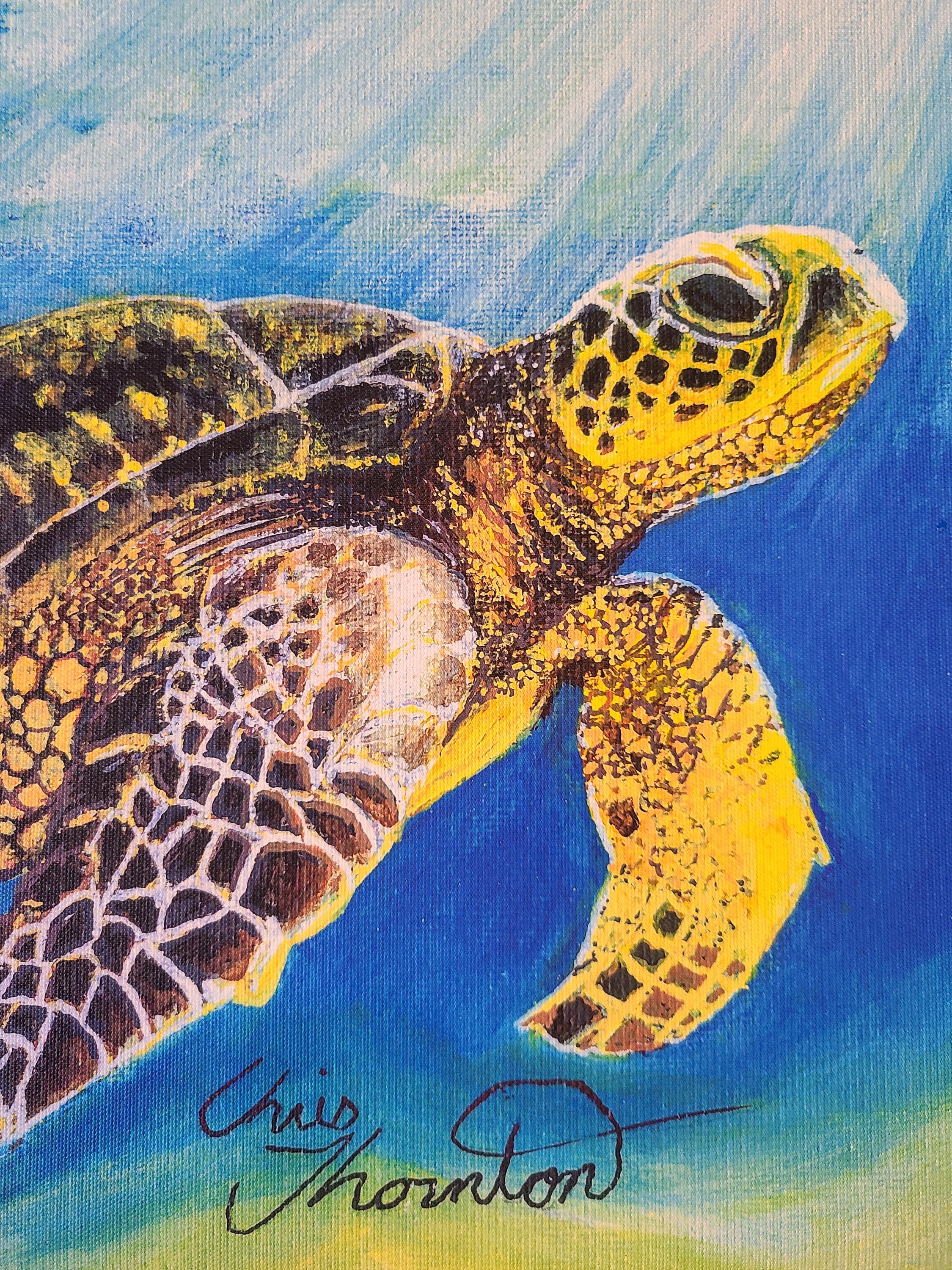 Layla the Loggerhead Sea Turtle Fine Art Print By: Chris Thornton - Etsy