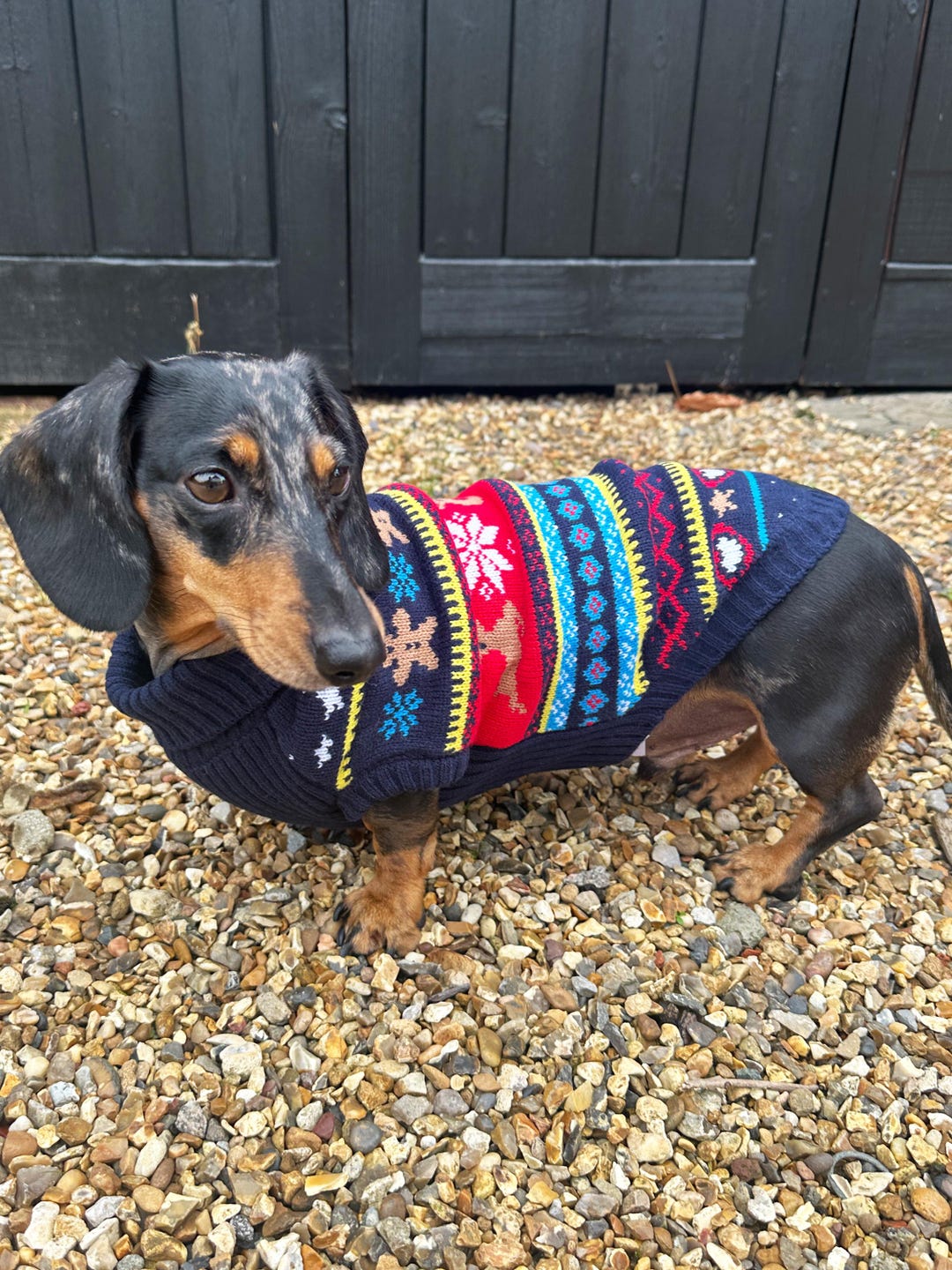 Blue Fairisle Miniature Dachshund Dog Jumper - Etsy