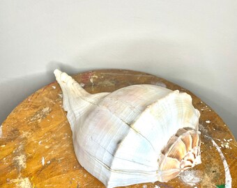 Spiral Seashell - Etsy