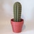 Spongebob & Squidward House Planters Various Sizes / Bikini Bottom ...