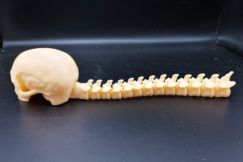 Articulated Spine Trophy, Human Skull - Predator Costume Prop - Etsy UK