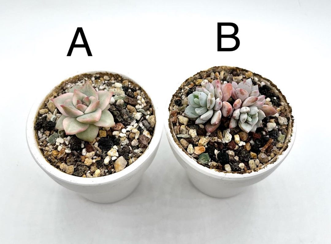 Variegated Echeveria Chimera & Nova Babies - Etsy