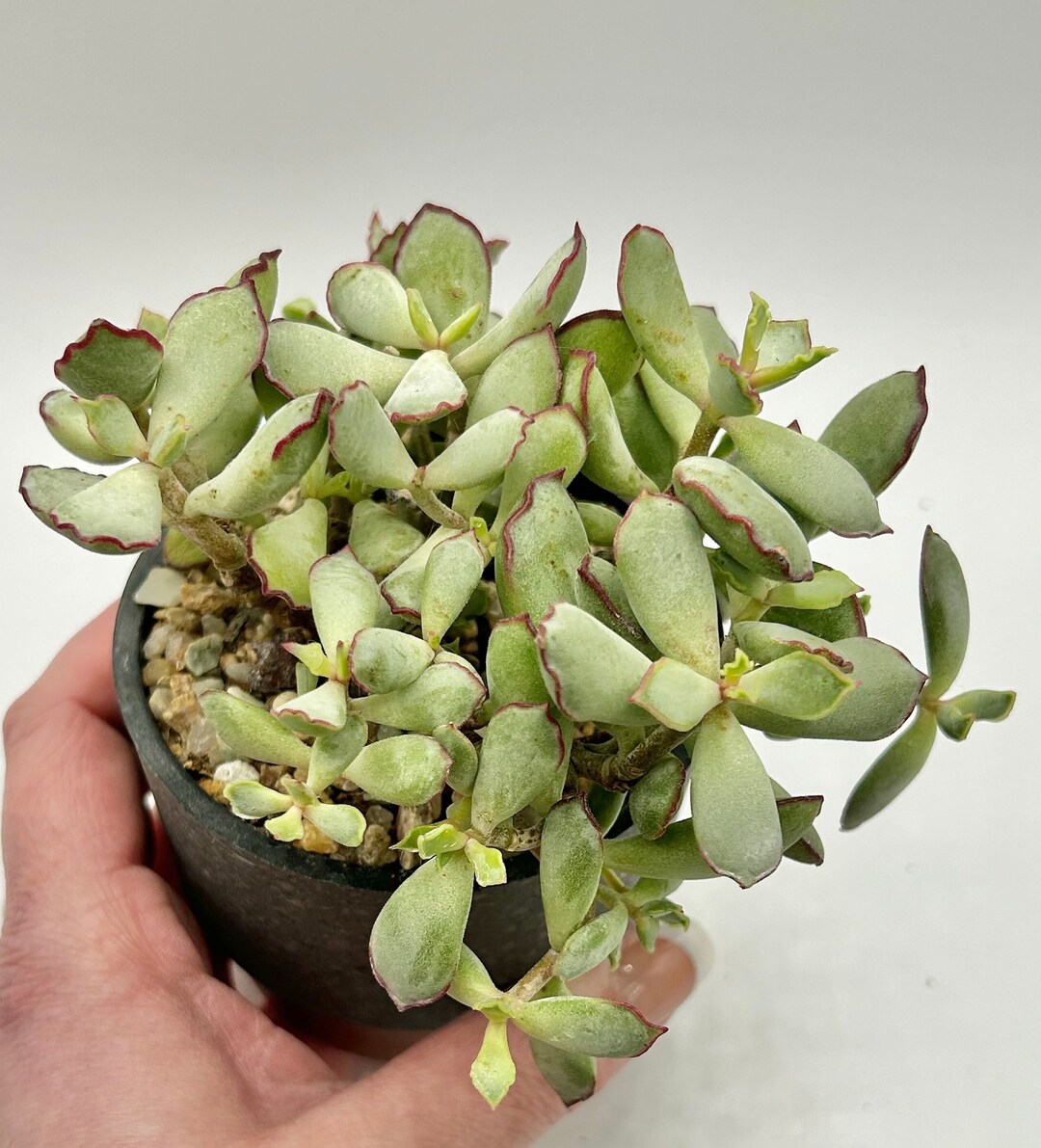 Cotyledon Choco Liner Cluster - Etsy