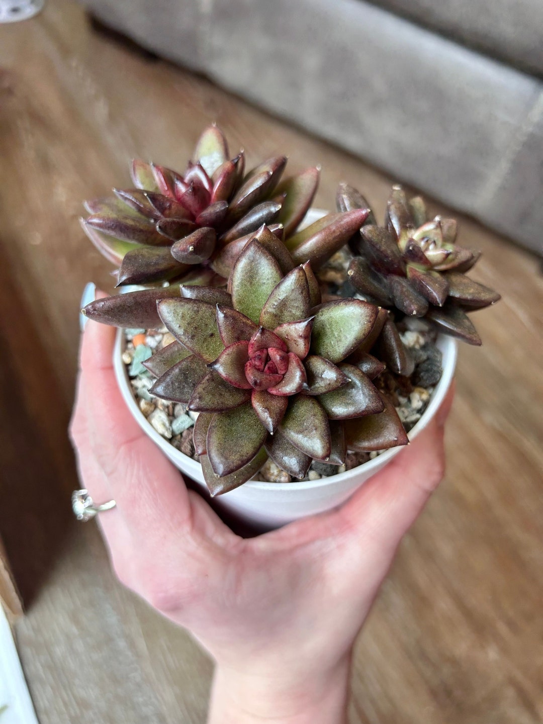 Echeveria Pine Rose - Etsy