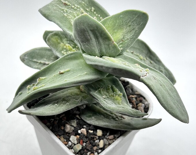 Variegated Crassula Falcata With Bumps (aka “propeller Plant ...