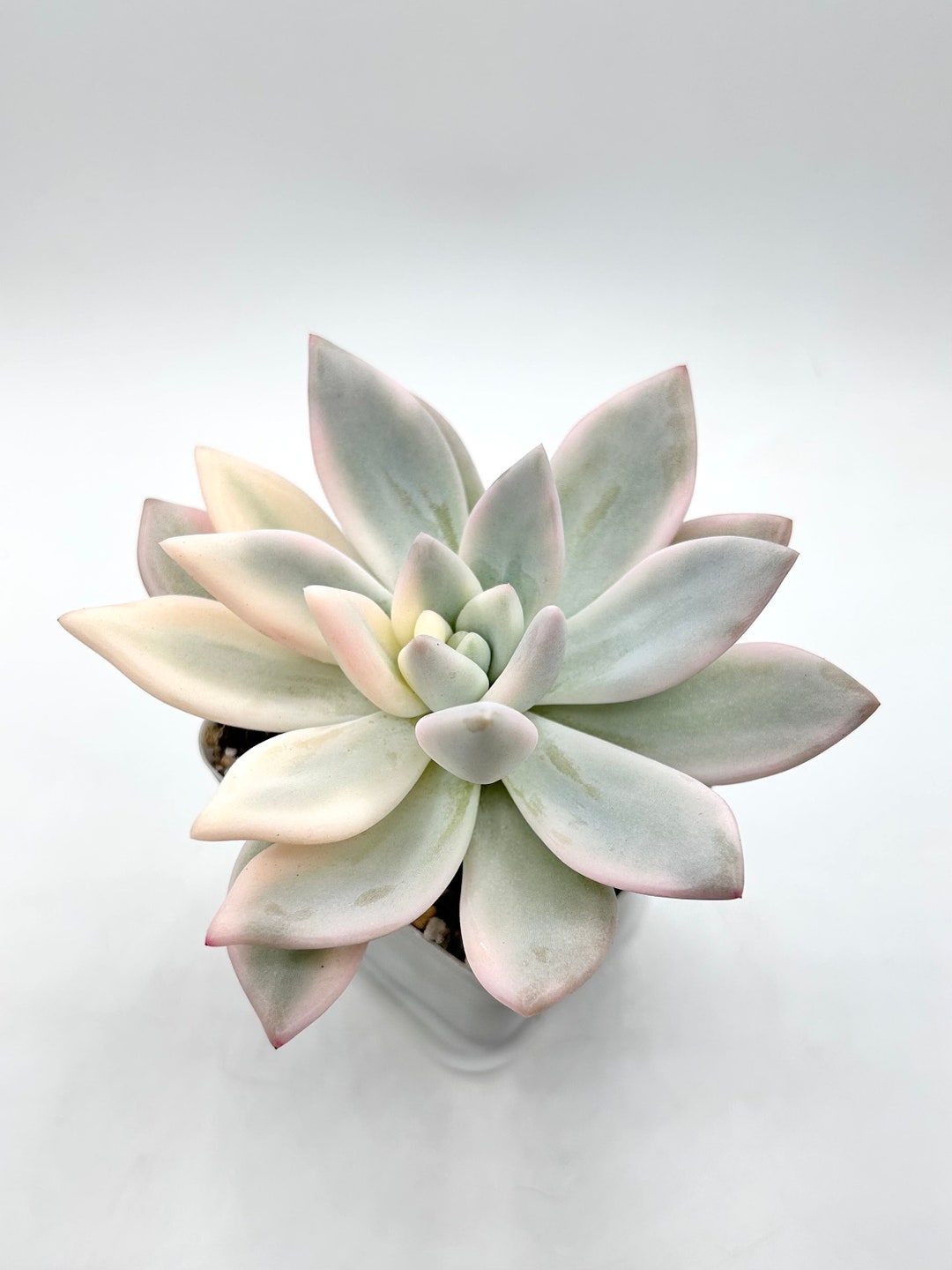 Variegated Graptoveria Opalina photos Updated 06/30 - Etsy