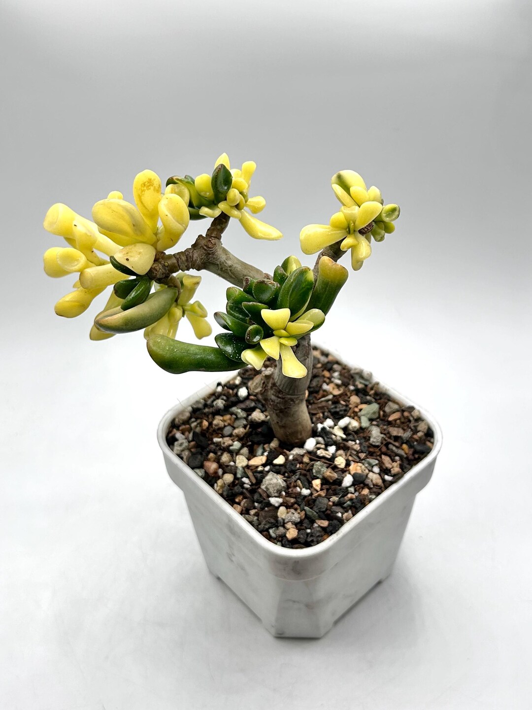 Variegated Crassula Ovata Gollum Tree With Rare Yellow Variegation ...