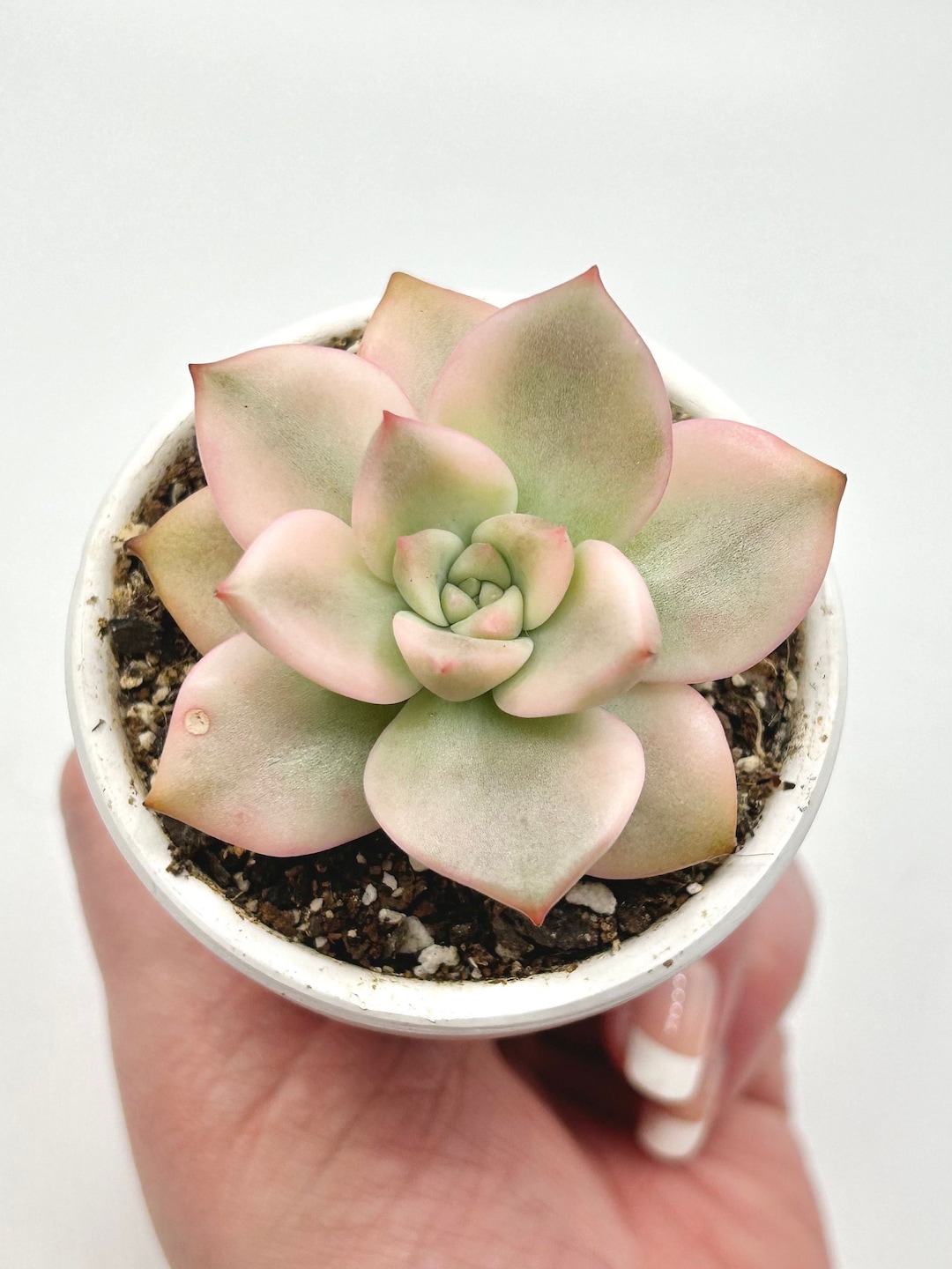 Variegated Echeveria Chimera - Etsy