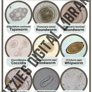 Veterinary Parasite Poster – Fecal Microscopy Reference Chart for Vet ...