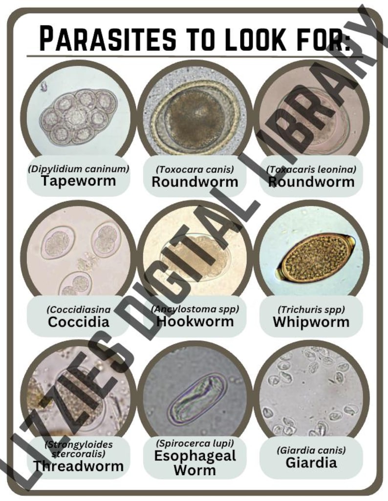 Veterinary Parasite Poster – Fecal Microscopy Reference Chart for Vet ...