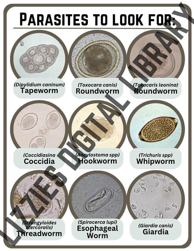 Veterinary Parasite Poster – Fecal Microscopy Reference Chart for Vet ...