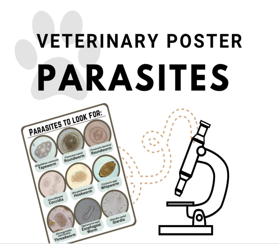Intestinal Parasite Fecal Guide - Veterinary Poster - Etsy
