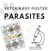 Veterinary Parasite Poster – Fecal Microscopy Reference Chart for Vet ...