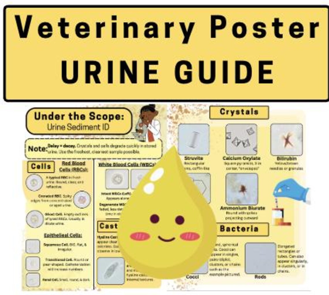 Urine Sediment ID Poster | Veterinary Microscopy Reference (digital ...
