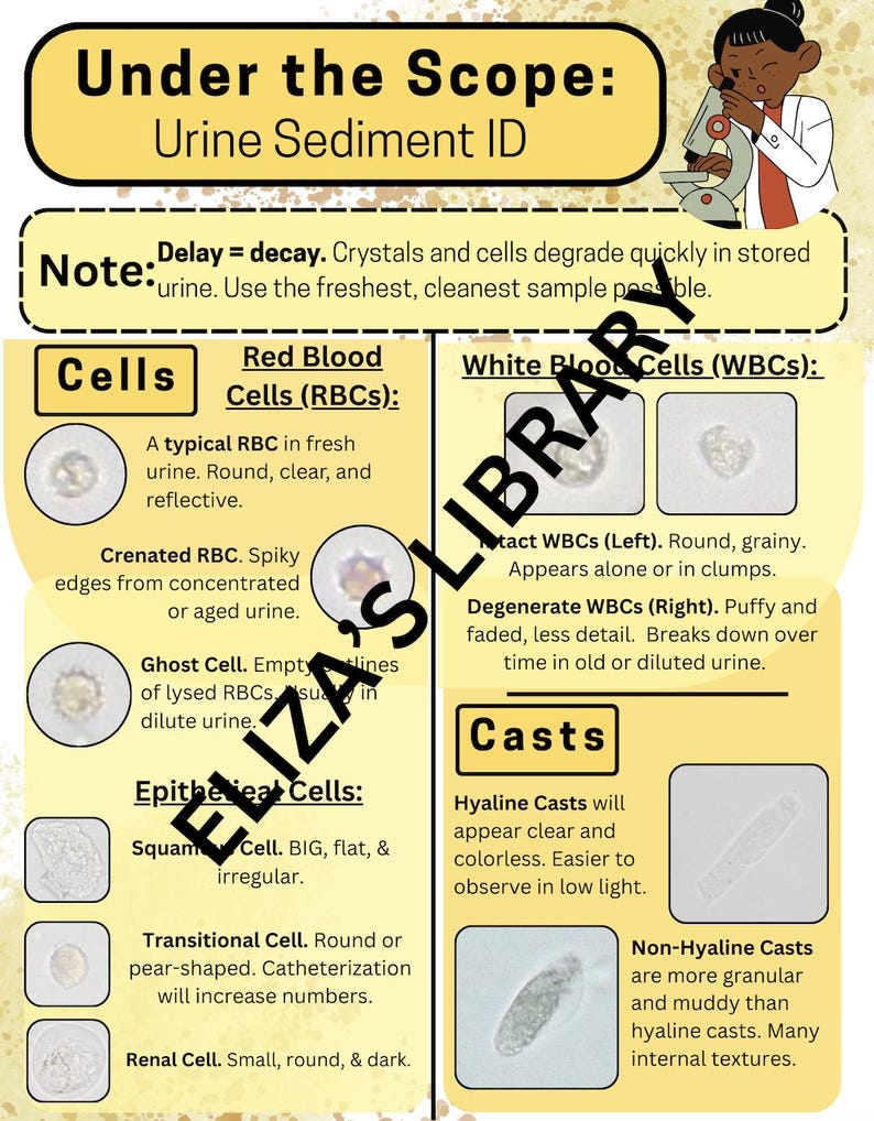 Urine Sediment ID Poster | Veterinary Microscopy Reference (digital ...