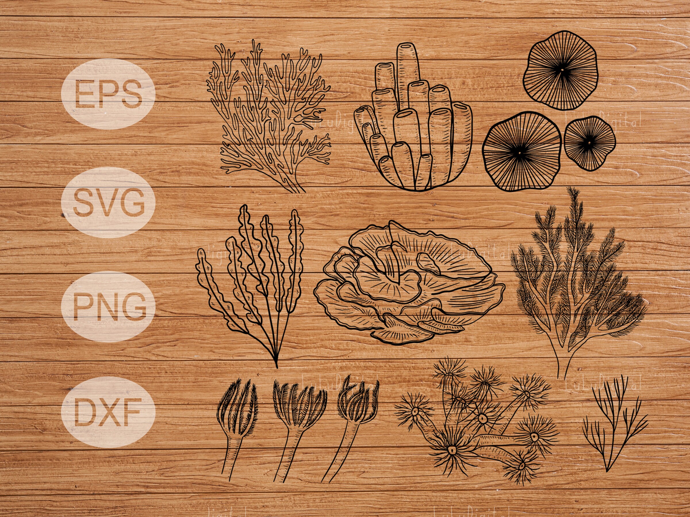 Seaweeds and Corals, Ocean Plants, Marine Nature, Sea Plants, Svg Files ...