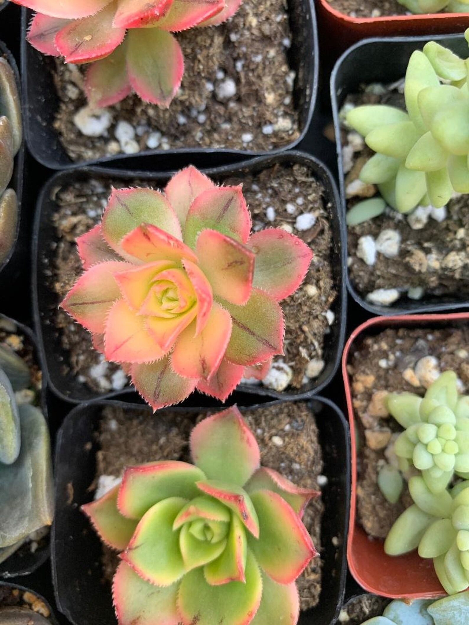 Aeonium Percarneum (aeonium "kiwi") - Etsy