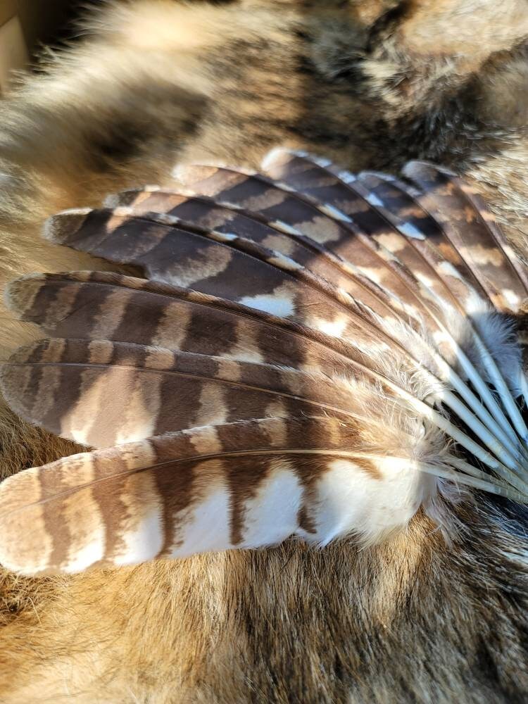 Owl Feathers for sale | Only 2 left at -70%
