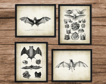 Vintage Bat Print | Etsy