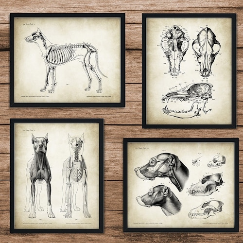 Dog Anatomy Set of 4 Printable Anatomy Veterinary Student | Etsy