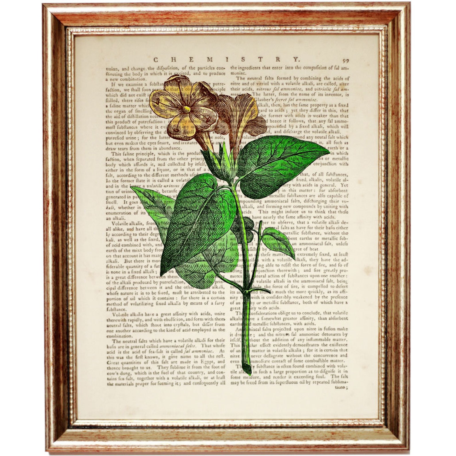 Set of 6 Prints, Botanical Poster, Flower Art Print, Flower Vintage ...