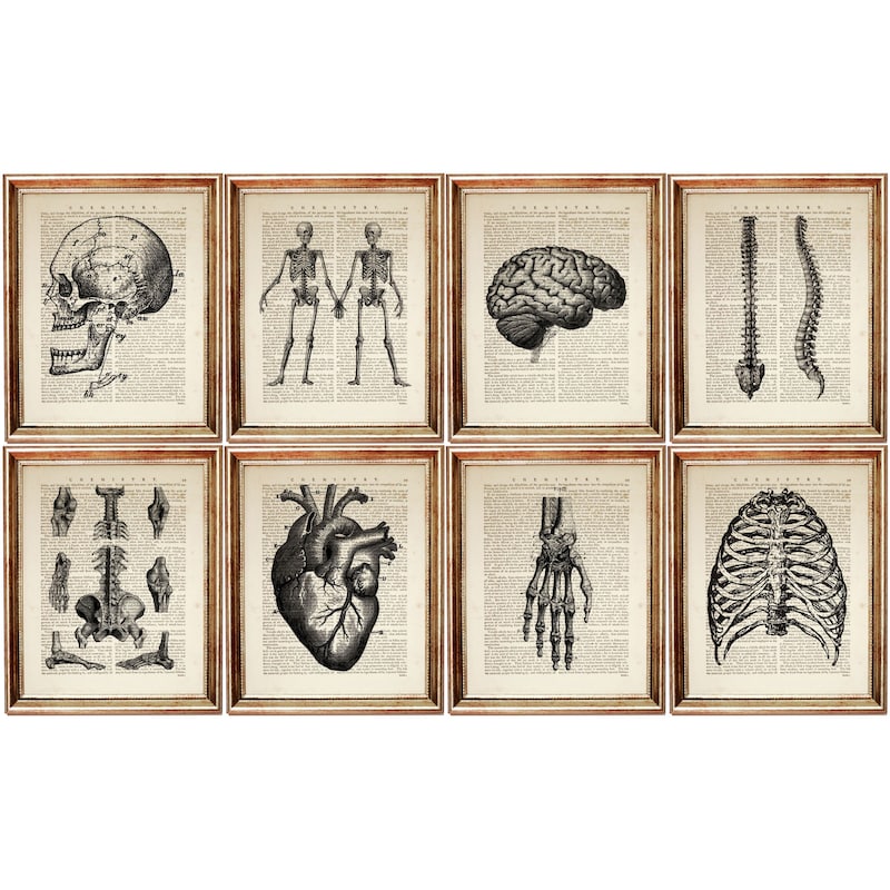Human Anatomy Print - Etsy