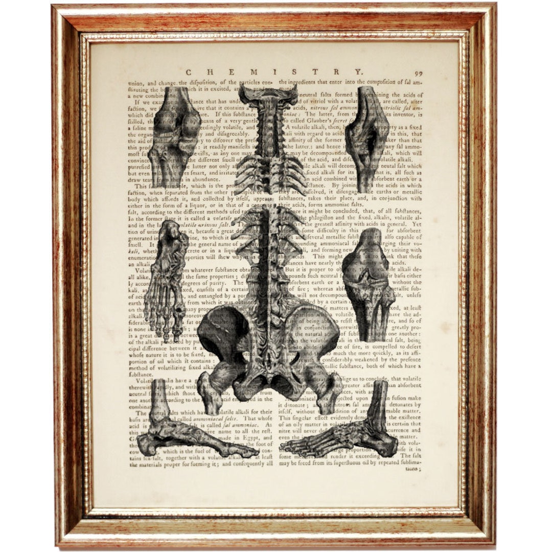 Anatomical Poster, Bones Artwork, Spine Dictionary Art Print, Human ...
